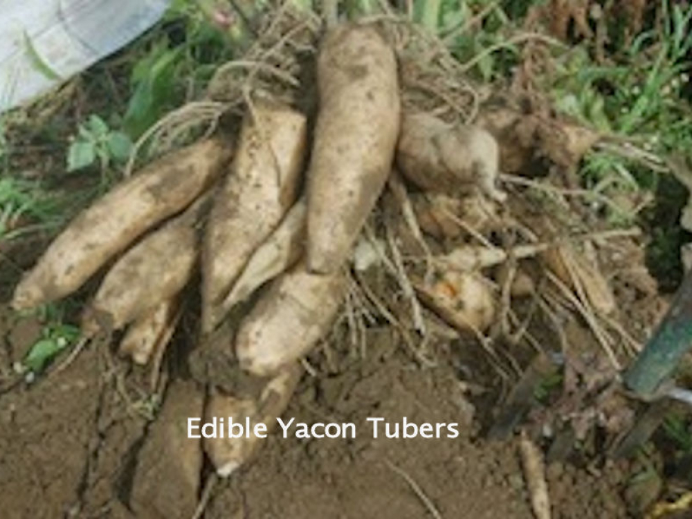 yacon_tubers_w_text.jpg | Old Schoolhouse Plantery